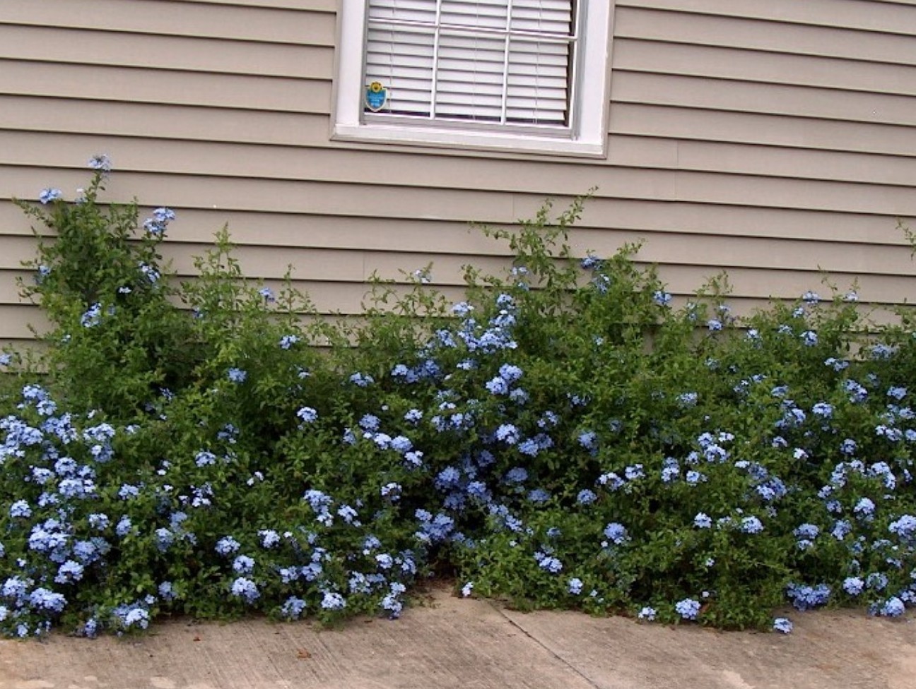 Online Plant Guide Plumbago Auriculata Plumbago